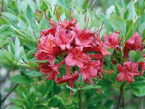 Рододендрон посадка и уход что это за растение виды и сорта с фото в открытом грунте уход