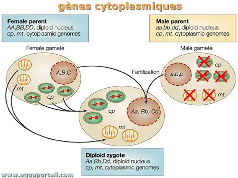 Gène cytoplasmique définition et explications