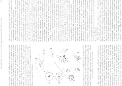 The Life Cycle Of A Scyphozoan Eg Aurelia Aurita Or Cyanea Capdata