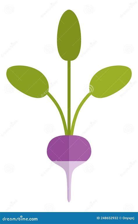Radish Flat Icon Farm Organic Root With Green Leaves Stock Vector