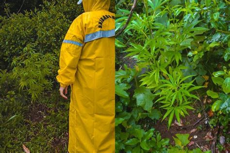 Plantação de maconha é descoberta no município de Caraá