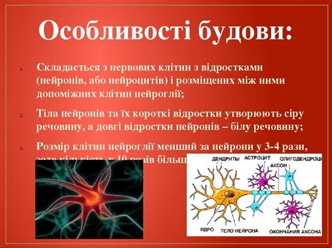 Мязова тканина Презентація Біологія