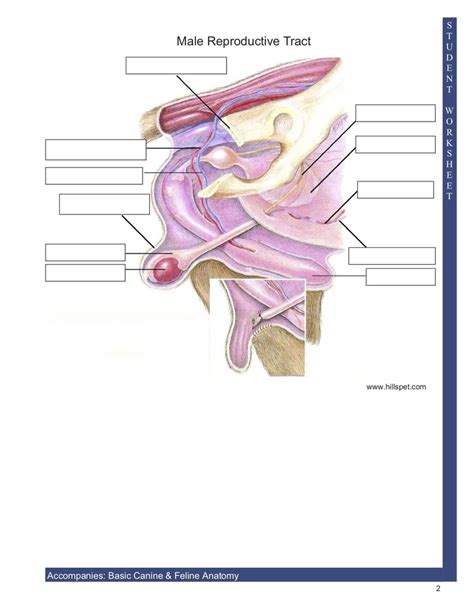Diagram Of Male Canine Reproductive System Quizlet
