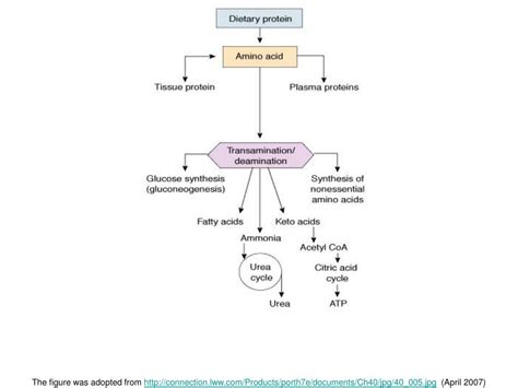 Ppt Biochemistry Of The Liver Powerpoint Presentation Free Download