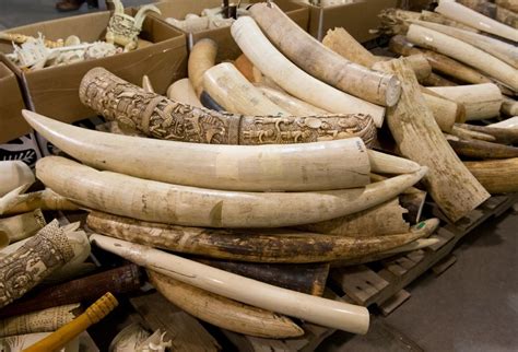 Why Everyone From Conservationists To Yao Ming To Andrew Cuomo Supports