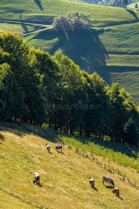 Picturesque View Of Cows Grazing Peacefully In A Field With An Old