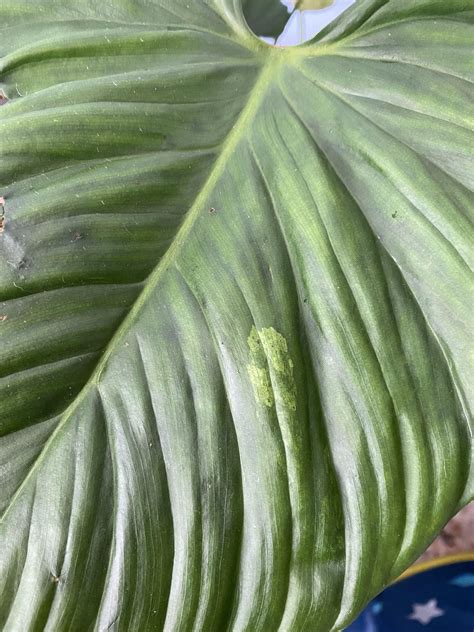 Variegation Or Disease Pests R Rareplants