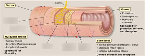 Diagram Of Myenteric And Submucosal Plexus Quizlet