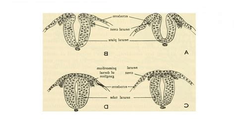Ectoderm What It Is And How It Develops During Gestation