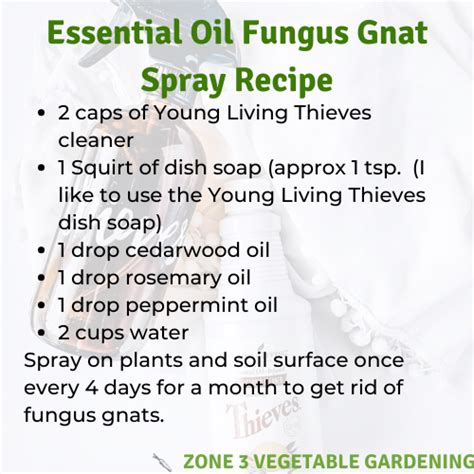 How To Get Rid Of Fungus Gnats For Good