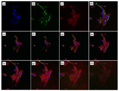 Pharmaceutics Special Issue Strategies To Enhance Drug Permeability