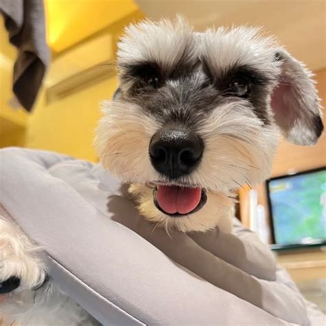 Haru Haru220301 Schnauzer Threads Say More