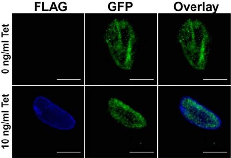 Anti Dykddddk Tag Antibodies Invitrogen