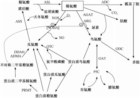 精氨酸百度百科