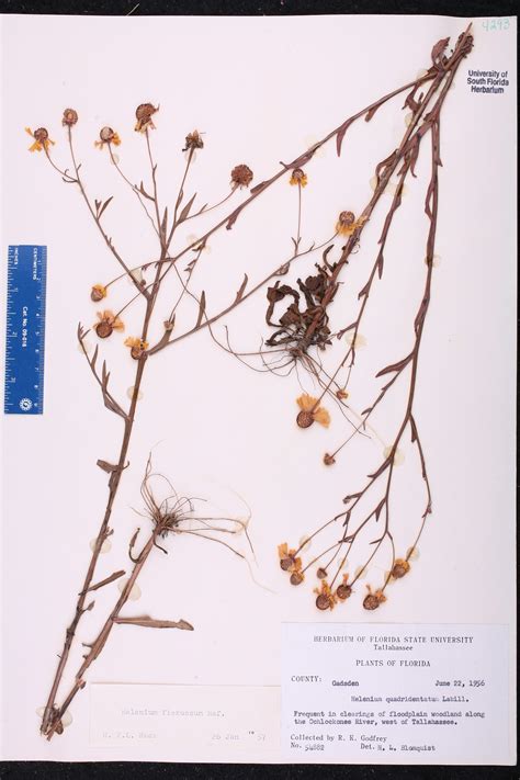 [specimen Details] Plant Atlas