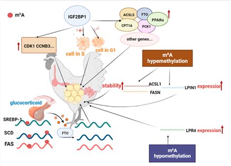 Figure 1 From Progress Of M6a Methylation In Lipid Metabolism In Humans