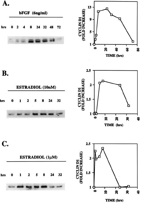 Cyclin D1 Induction During Neuronal Differentiation Of H19 7 And