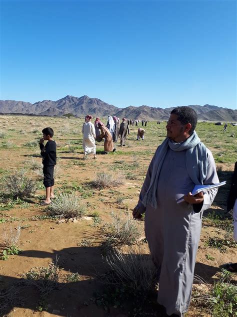شجرة السمره من جهينه
