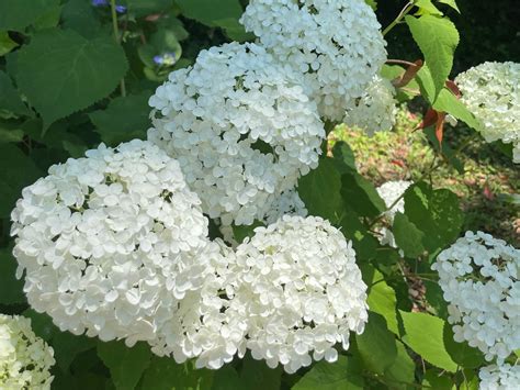 【白い花一覧】春夏秋冬でわけて名前と画像を見てみよう