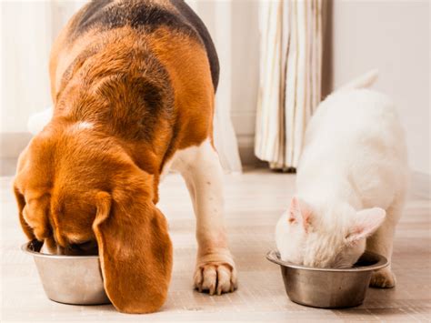 7 Alimentos Que Nunca Debes Darle A Tu Perro 🐶 Pet House Chile