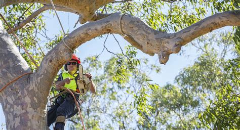How Do You Remove A Tree Stump Fast