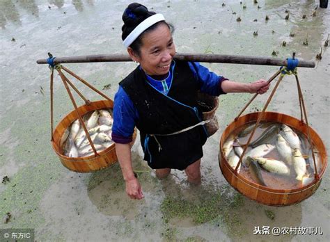 農村稻田立體生態養魚，讓稻田變「綠色銀行」 每日頭條