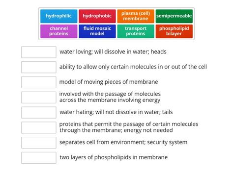 Plasma Cell Membrane Match Up