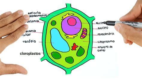 Cómo dibujar Una Celula Eucariota Vegetal Paso a Paso Muy Fácil 2025