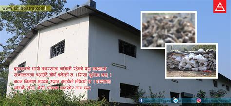 ६ करोडमा बनेको पशु वधशाला सञ्चालनमा नआउँदै जीर्ण