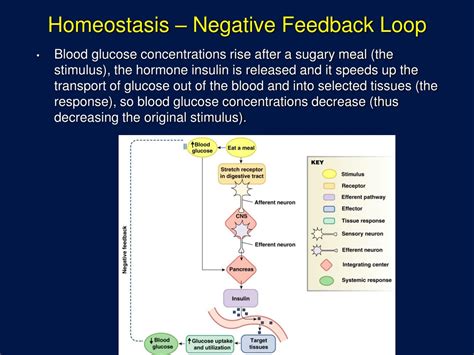 Ppt Introduction To Homeostasis Body Systems And Cellular Functions