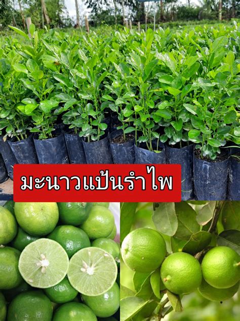 มะนาวแปนรำไพ ซอ 5 แถม 1 เปลอกบางลกดก นำเยอะ สง 15 20 ซม
