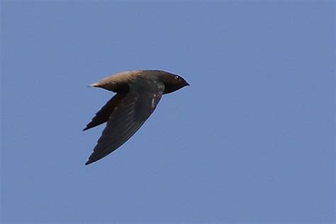Short Tailed Swift
