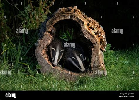 Two Badgers Appear To Be Very Cosy Inside The Hollowed Out Tree Hawick