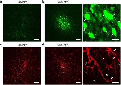 Long Term Transgene Expression Of Peg Treated Raav9 Hsyn Egfp In Vivo Download Scientific