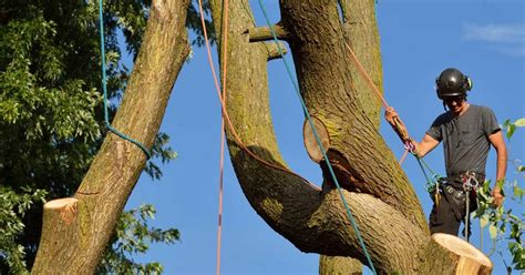 Tree Service Advertising Ideas Elevate Your Arborist Business
