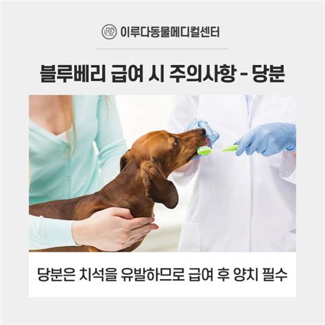 강아지 블루베리 먹어도 되나요 급여량 및 방법 냉동 주의하기 네이버 블로그