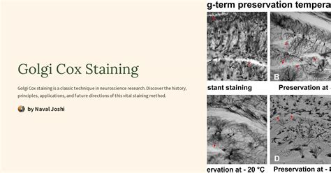 Golgi Cox Staining