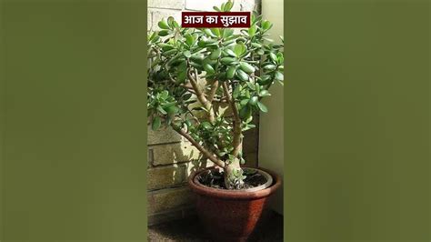 🌺👧 वास्तु के अनुसार घर में धन लाने वाले पौधे 👍😂🤣🤔 Youtube