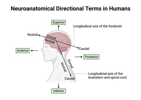 Neuroanatomical Directional Terms In Humans Biorender Science Templates