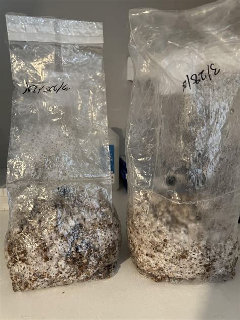 Fully Colonized R Mushrooms