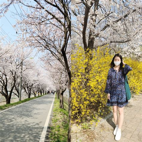 충북 충주 가볼만한곳 하방마을 벚꽃 명소 외 3곳 네이버 블로그