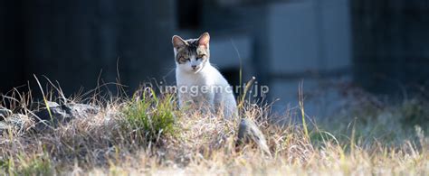 座ってこちらを見つめる猫の写真素材 263224195 イメージマート