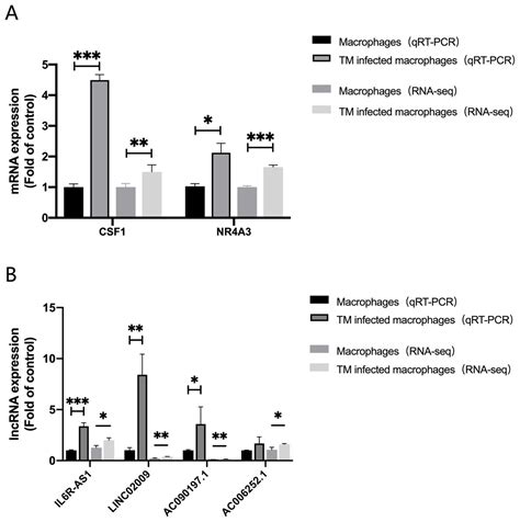 Identification And Analysis Of LncRNA MicroRNA And MRNA Expression