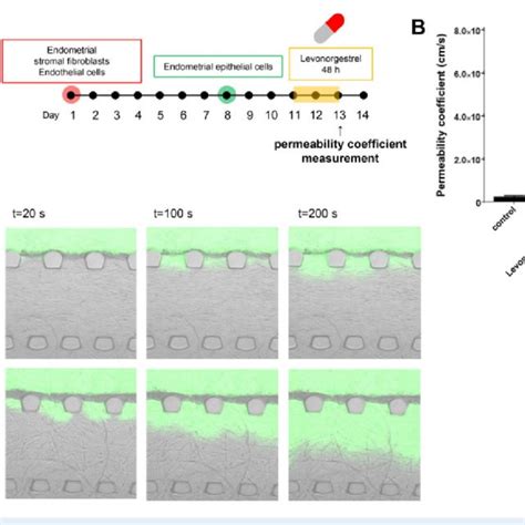 Levonorgestrel Response In 3d Endometrium On A Chip A Schematic Download Scientific Diagram