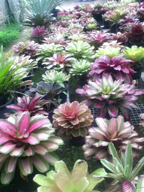 Aechmea Phantom แมกไม้เมืองนนท์ สับปะรดสี ทิลแลนเซีย Facebook