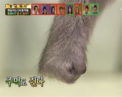 원숭이 짤28 웃긴 밈 분노 웃긴