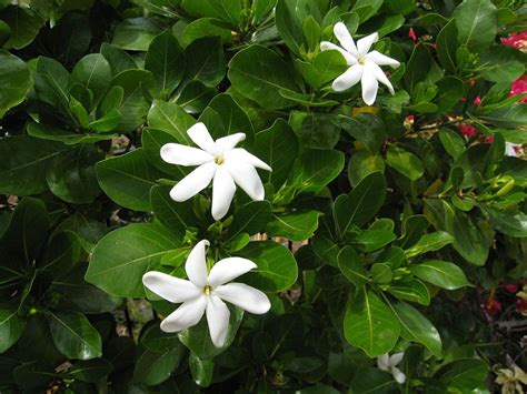 Gardenia tahitensis