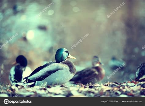 Duck Autumn Park Pond Bird Pond Park Mallard Migratory Bird — Stock