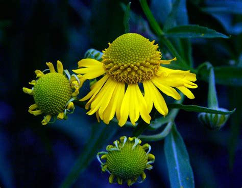 Helenium Autumnale Gardensonline