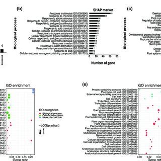 Biological Function Comparison Between The Shapley Additive